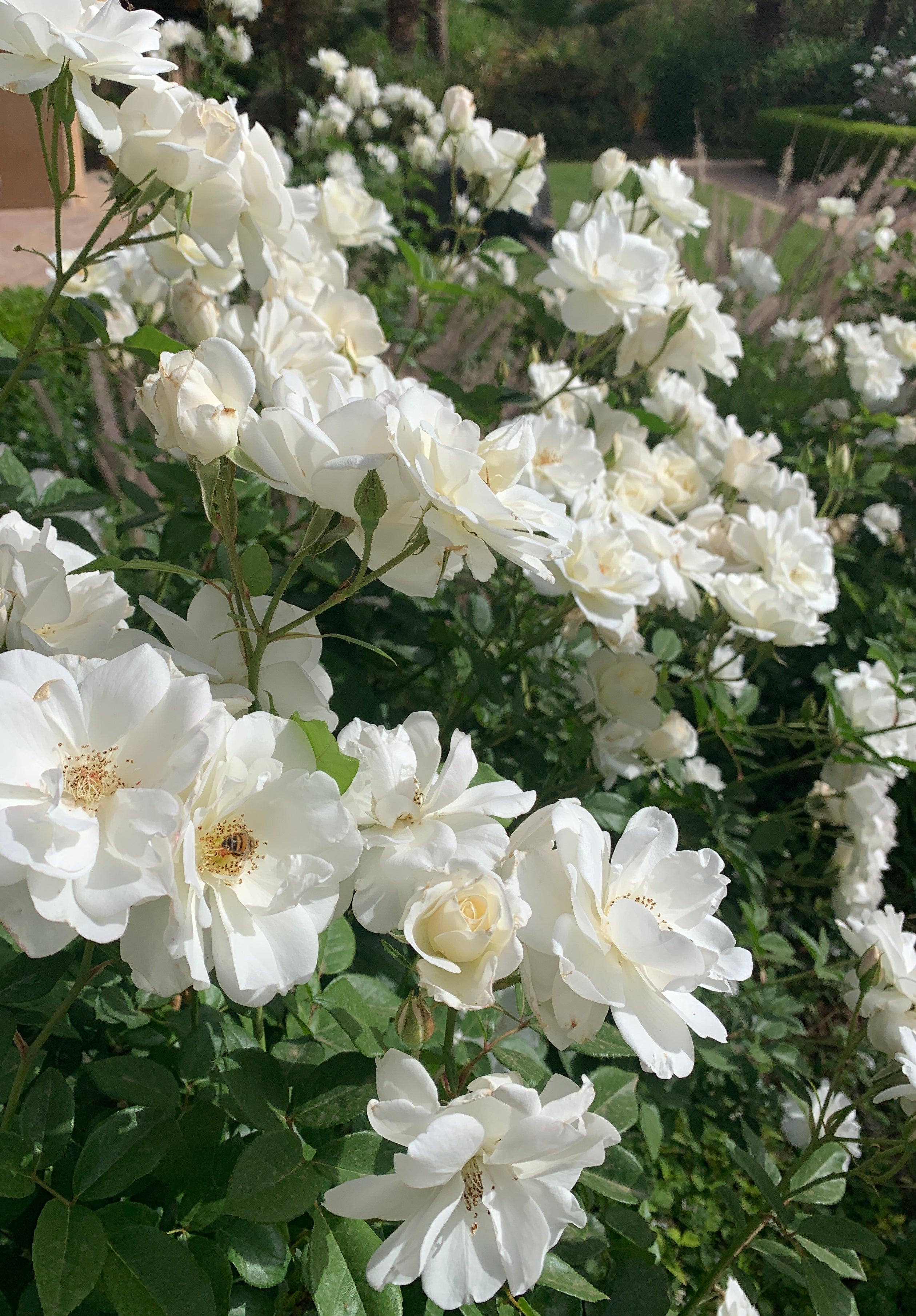 Its Rose Season in Morocco – Kahina Giving Beauty